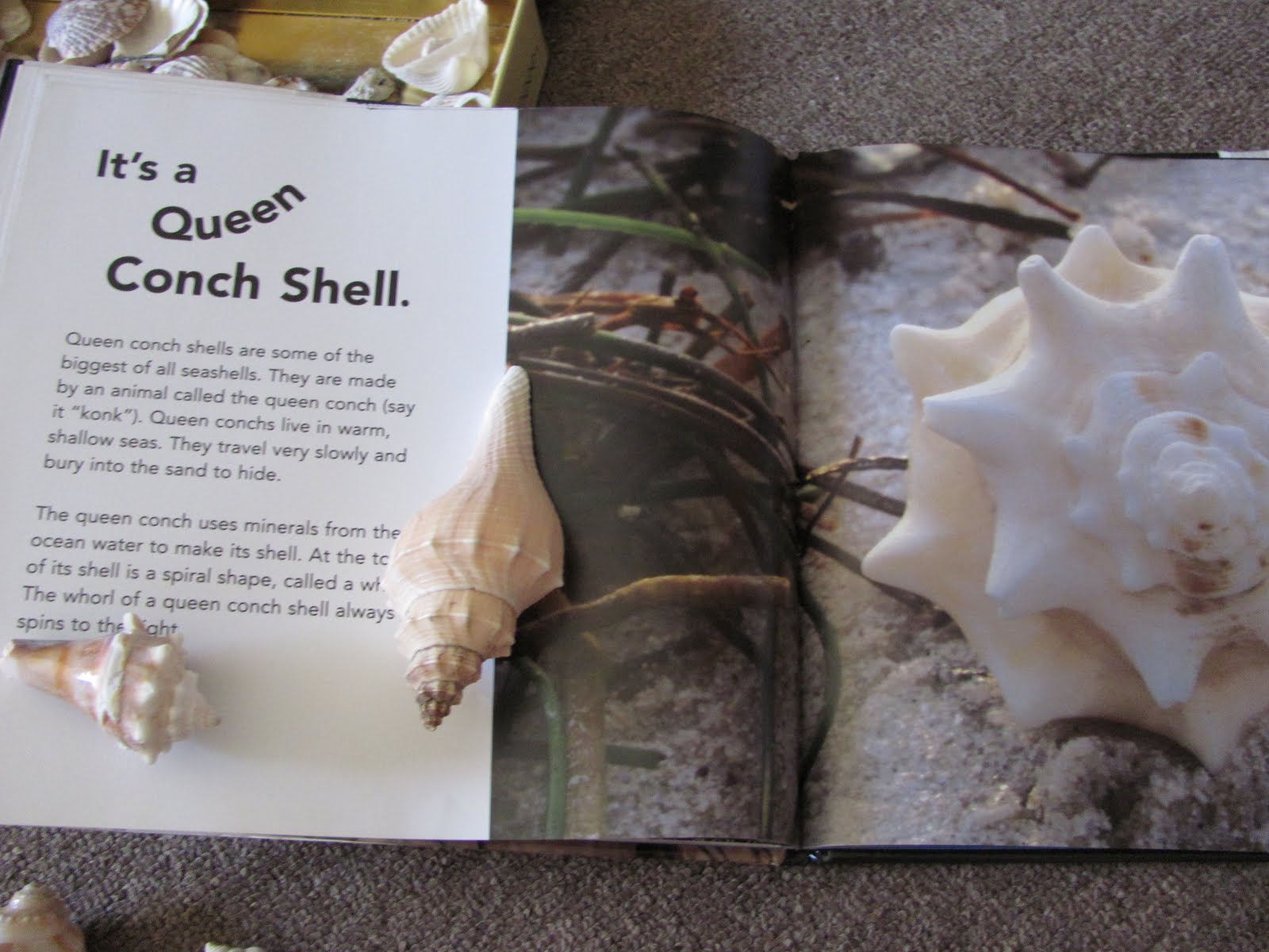 Life In The Unknown: A Closer Look At Seashells