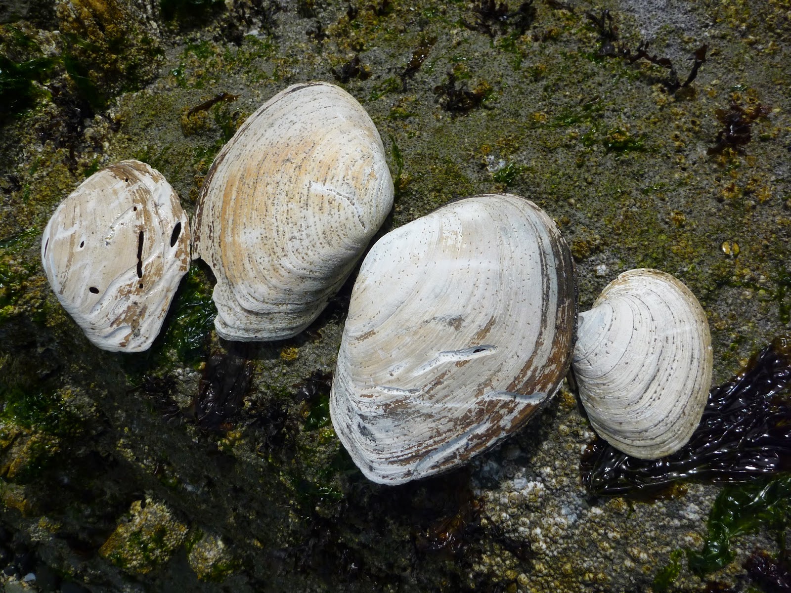 Buzz's Marine Life of Puget Sound: GROOVED CLAM SHELL MYSTERY