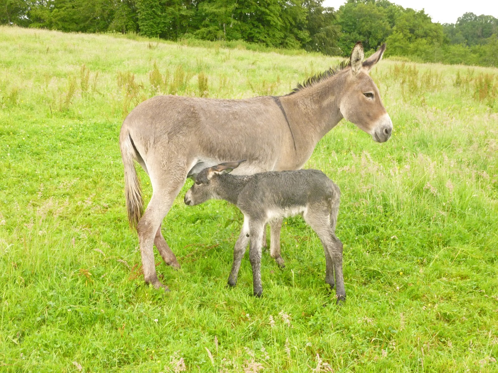 les ânes du gîte: juin 2016