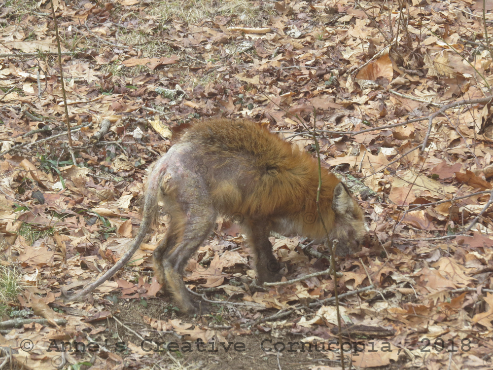 Anne's Creative Cornucopia: Red Fox with Sarcoptic mange and Alopecia ...