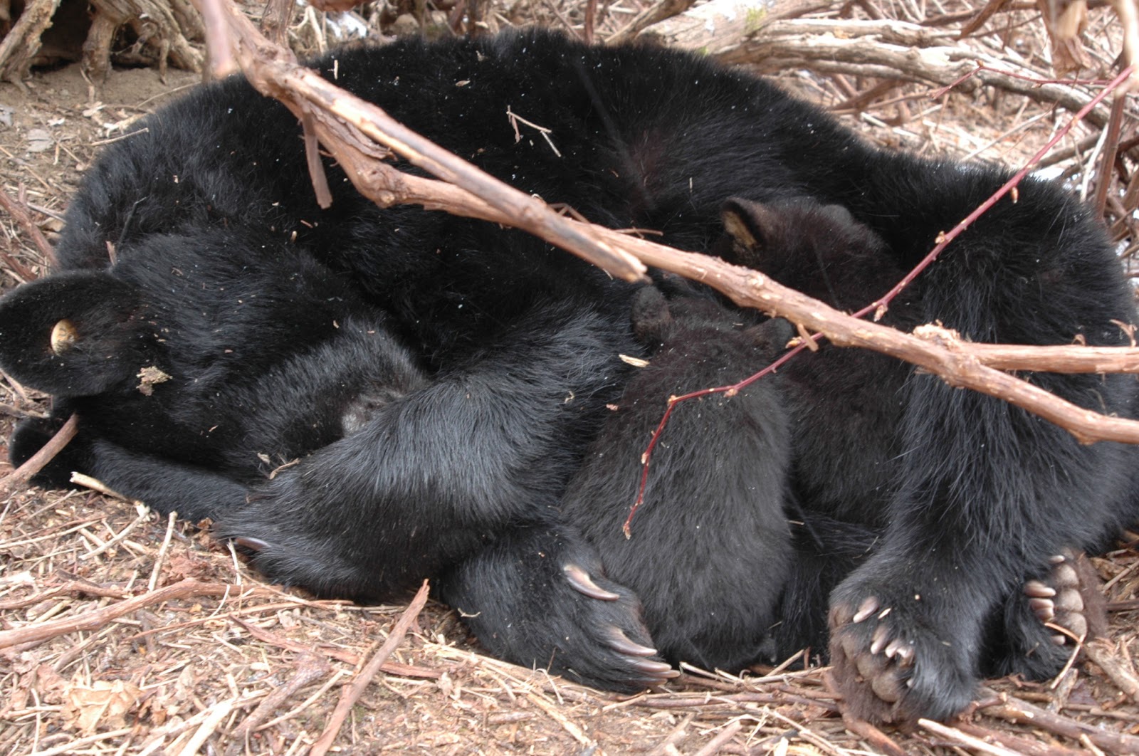 Backyard Beasts: Black Bear Den Season 2013 Part III: The final chapter