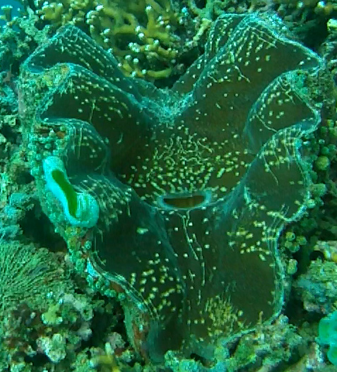 Baru, Spesies Kerang Raksasa di Taman Laut Toli-Toli | Basecamp Petualang