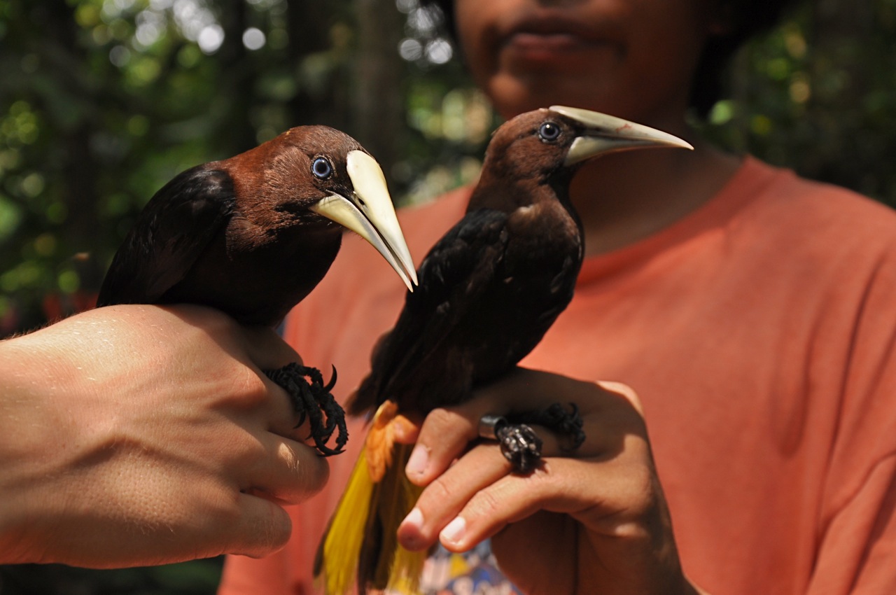 ...and the Rainforest: Day of the Oropendolas