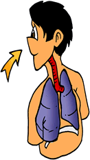 LA RESPIRACION: La respiración