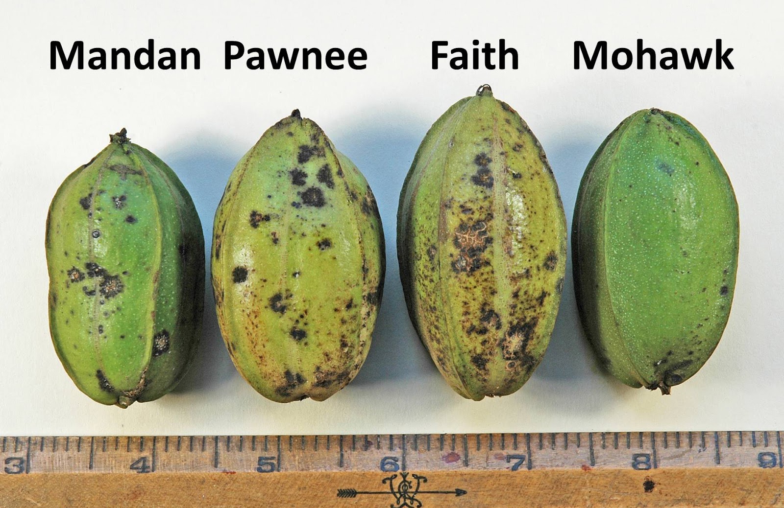 Northern Pecans: Pecan cultivars: Checking on scab infections
