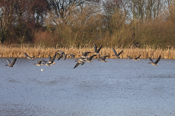 Northumbrian Birding: Holywell Pond