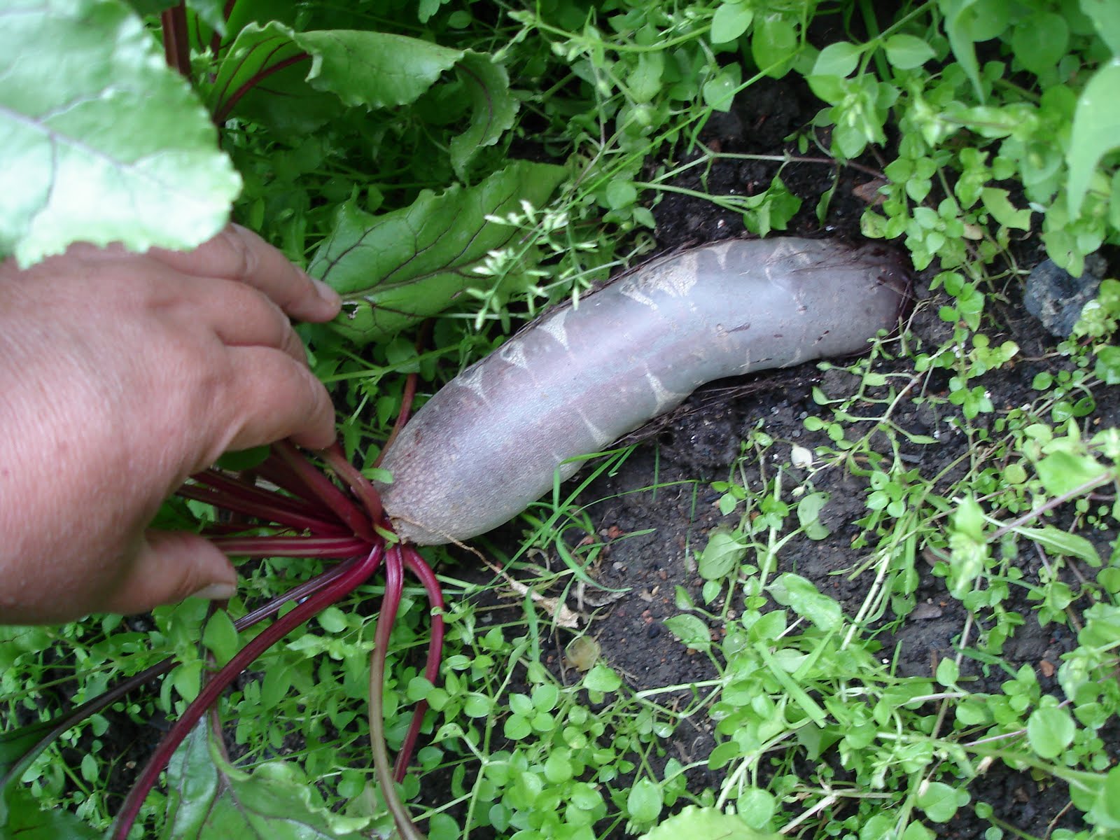 Down on the Allotment: July 2011