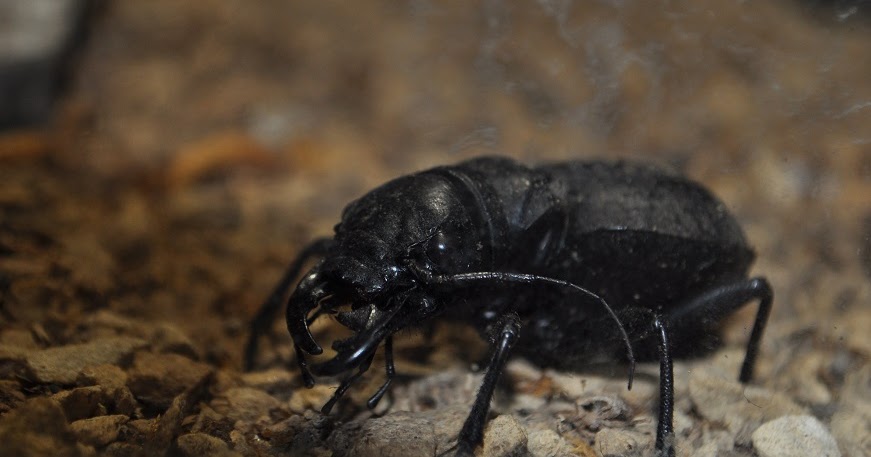 ZOOTOGRAFIANDO (6.100 ANIMALS): ESCARABAJO TIGRE / TIGER BEETLE ...