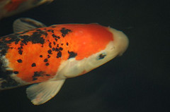 AquaPinoy: Ornamental Fish Breeding And Culture