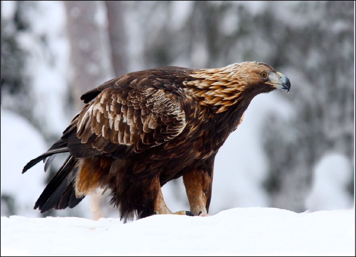 Islay Natural History Trust: Next Presentation at Centre - a new Gordon ...