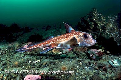 Bio Lounge: CHONDRICHTHYES - Peixes Cartilaginosos