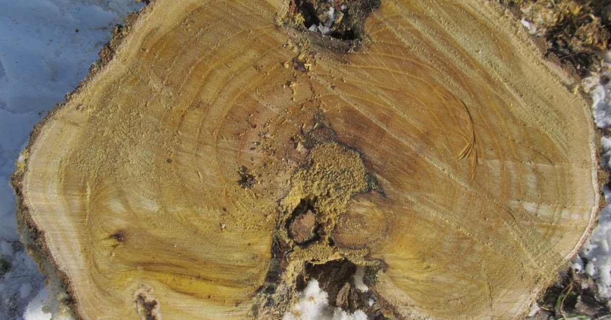 Eaton Rapids Joe: Shithole countries