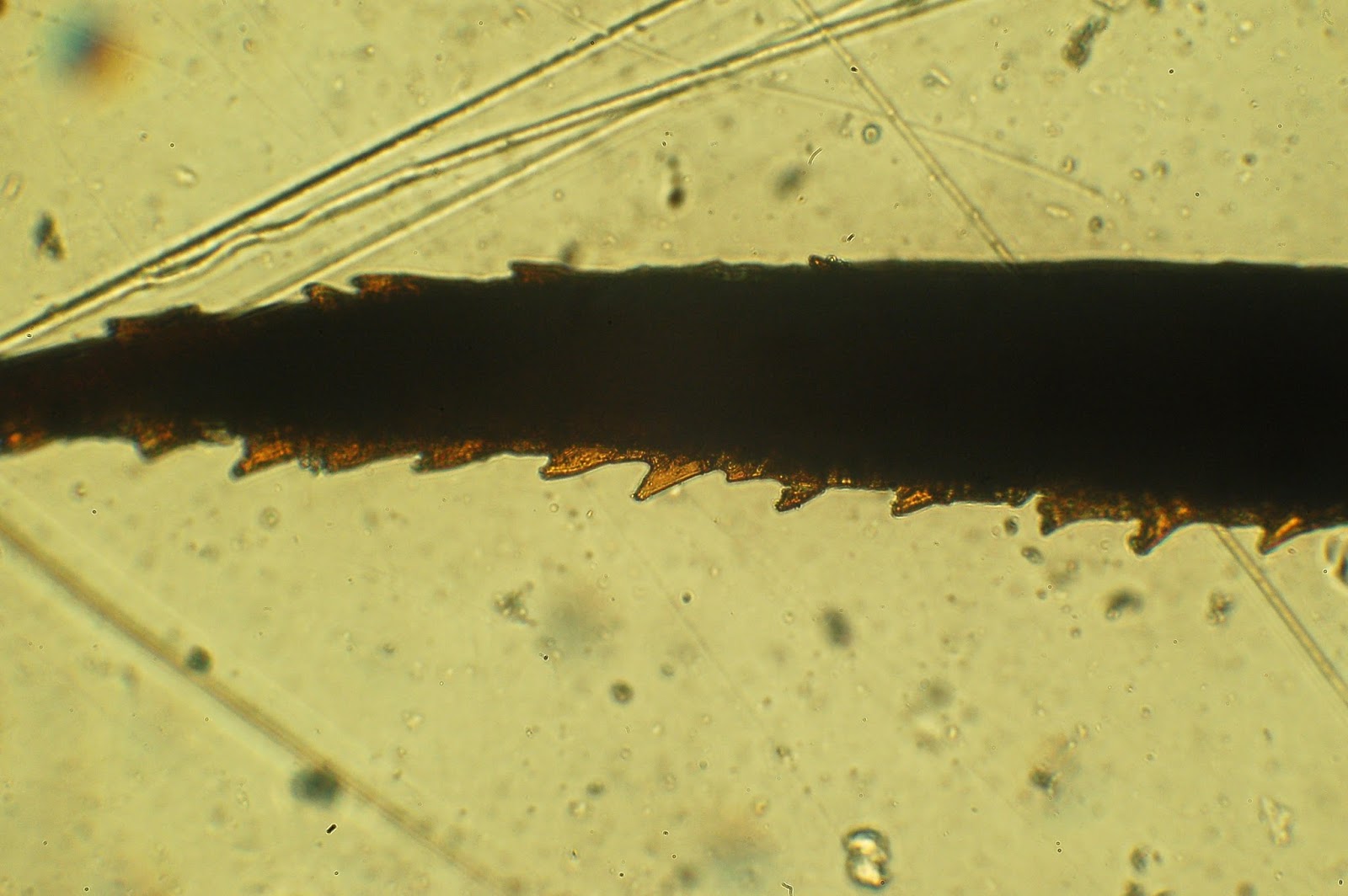 Botany Professor: Mosses of Central Florida 20. Polytrichum commune