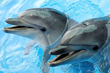 Mor Gunlerim: Birbirinden Güzel Yunus Resimleri