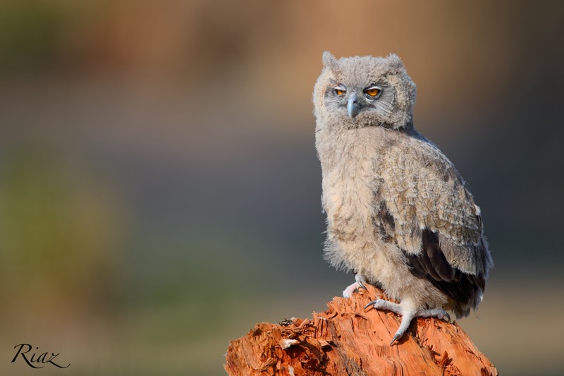 Dusky Eagle Owl Returned to Nest