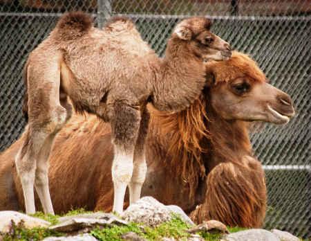 Unta dan Anaknya - Baca dan Sebarkan