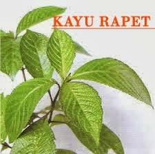 KAYU ULES dan KAYU RAPAT | Tanaman Obat Keluarga