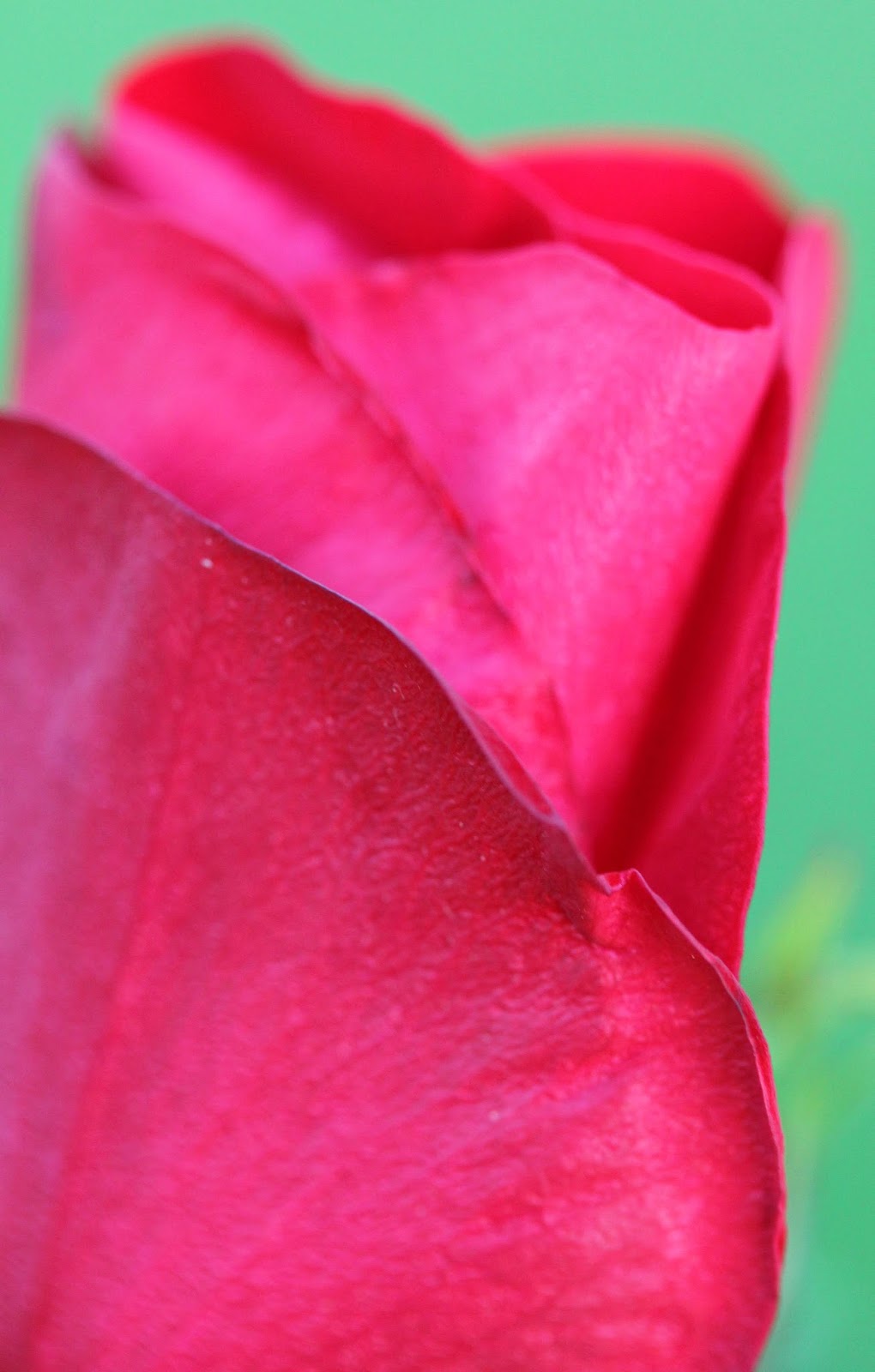 Haaveena hyvä kuva: Yksi ruusu on kasvanut...