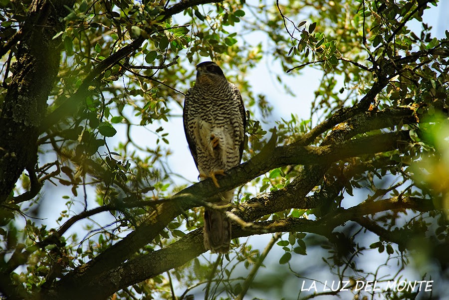 la luz del monte: EL AZOR.