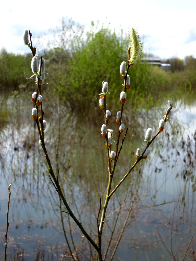 Clark's Oregon Wildflower Blog: Hooker's Willow