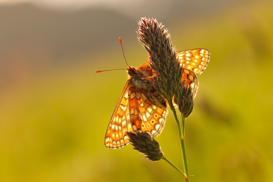 Steve Rogers birding: Marsh Fritillary on the Lizard, Cornwall