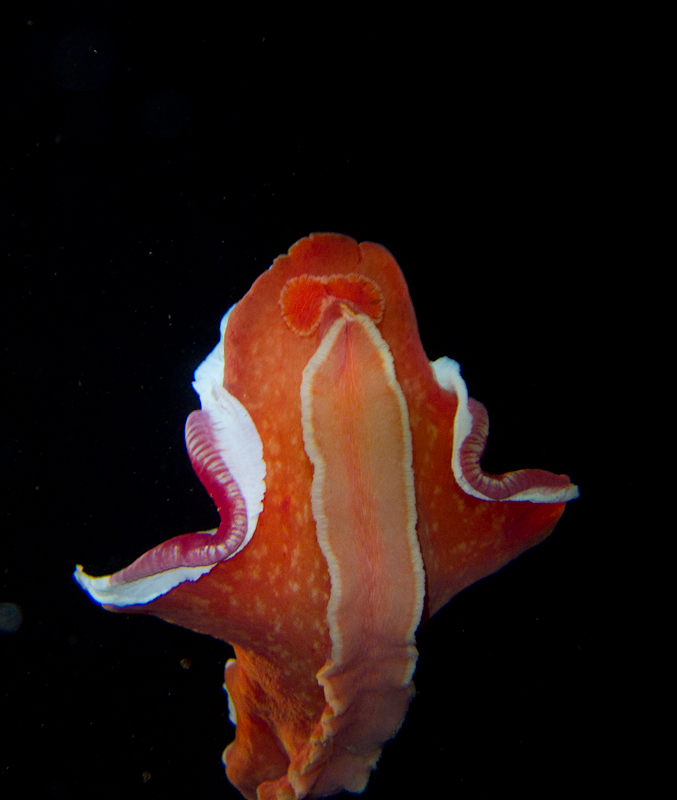 Real Monstrosities: Spanish Dancer