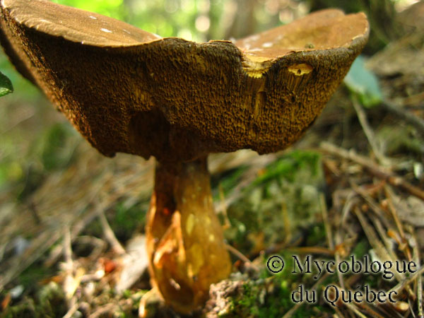 Le Mycoblogue du Québec: SORTIE MYCOLOGIQUE : ST-CÔME - 12 SEPTEMBRE