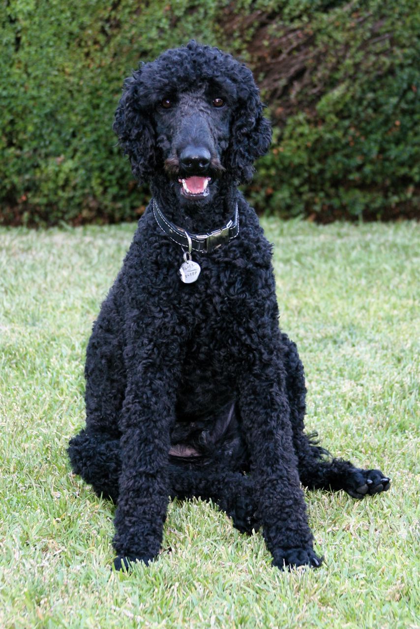 Cute Dogs: Poodle dog