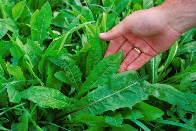 Vegetables List: Vegetables List: Chicory