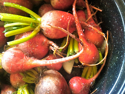 My FIANCE! Likes It, So It MUST Be Good.: Guest Post: Golden Beet Off!