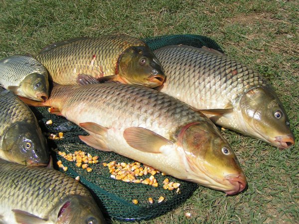 Romania de Azi: Delta Dunarii