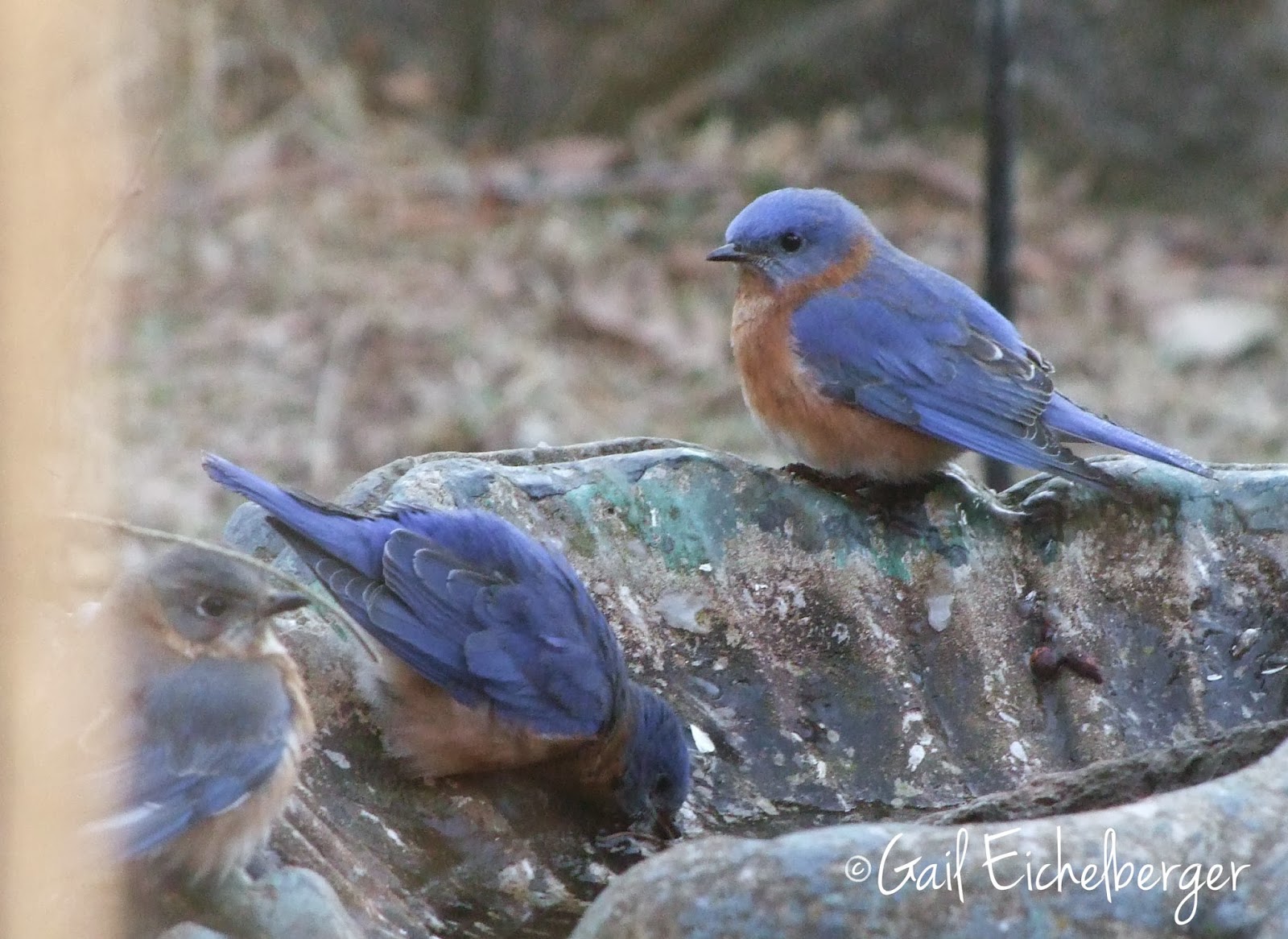 clay and limestone: Bluebirds in the garden