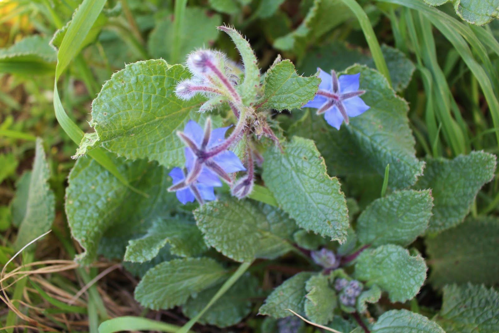 LA GRANJA DI ADRIANA: borragine fritta in pastella e colorata con i ...