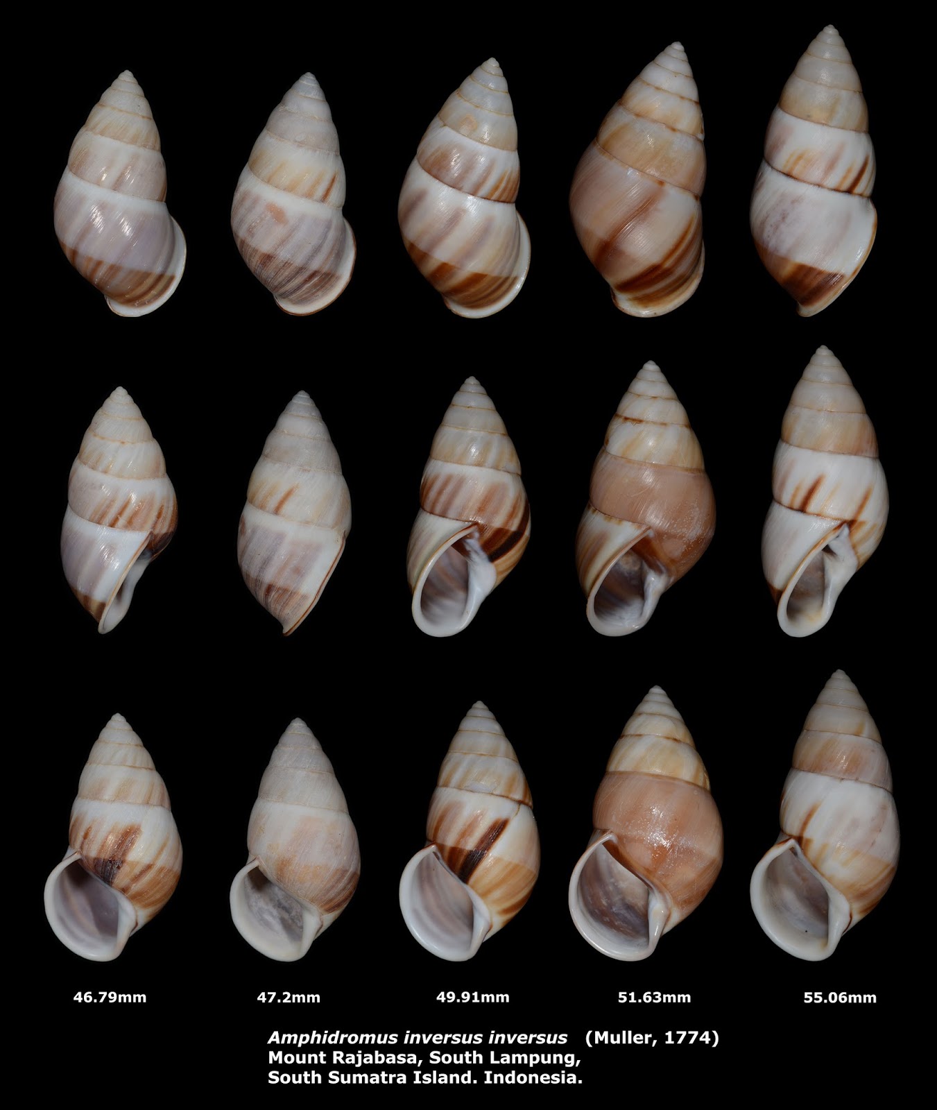 Dr. Lee's Gallery Museum