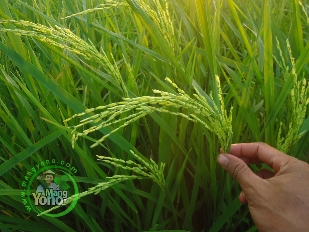 Gaya Terbaru 20+ Bunga Padi