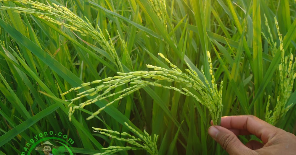 Tren Gaya 25+ Bunga Padi