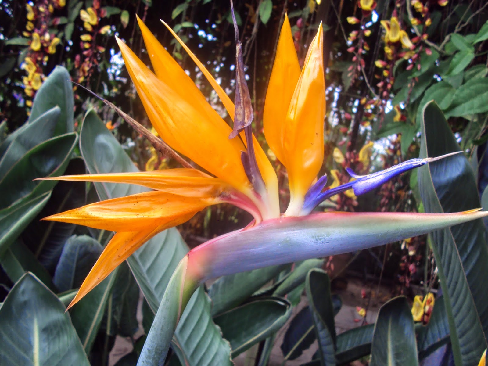 Hang Kebun: INDAHNYA BUNGA DI CAMERON HIGHLANDS