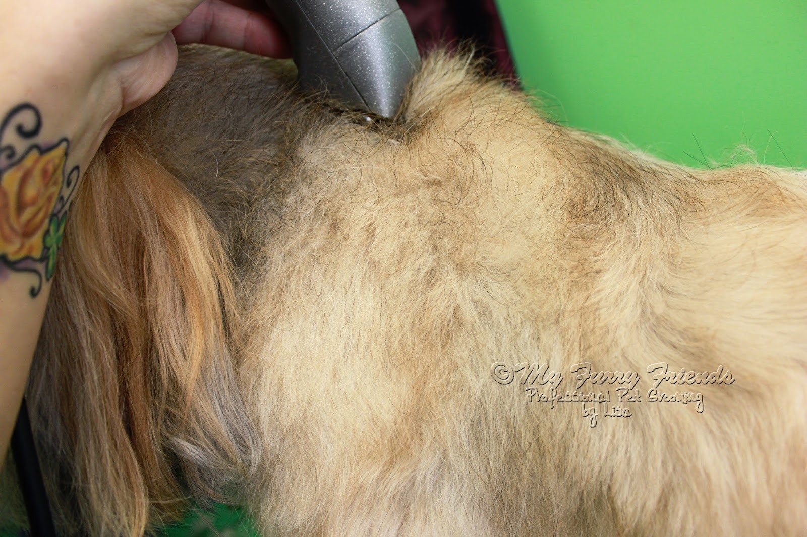 Pet Grooming: The Good, The Bad, & The Furry: Smooth Clipping