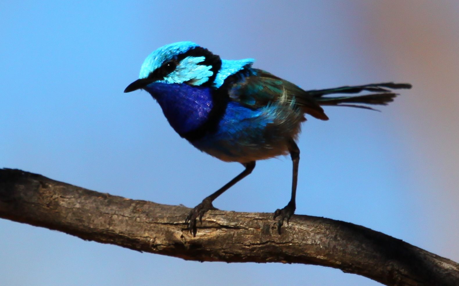 Richard Waring's Birds of Australia: Whistling Whistlers, Splendid ...