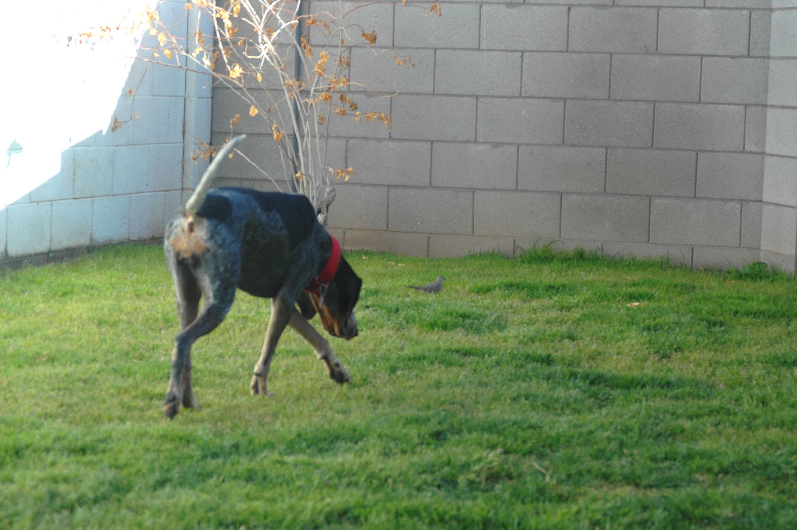 Pyrrhuloxia is not a Disease: March 2013