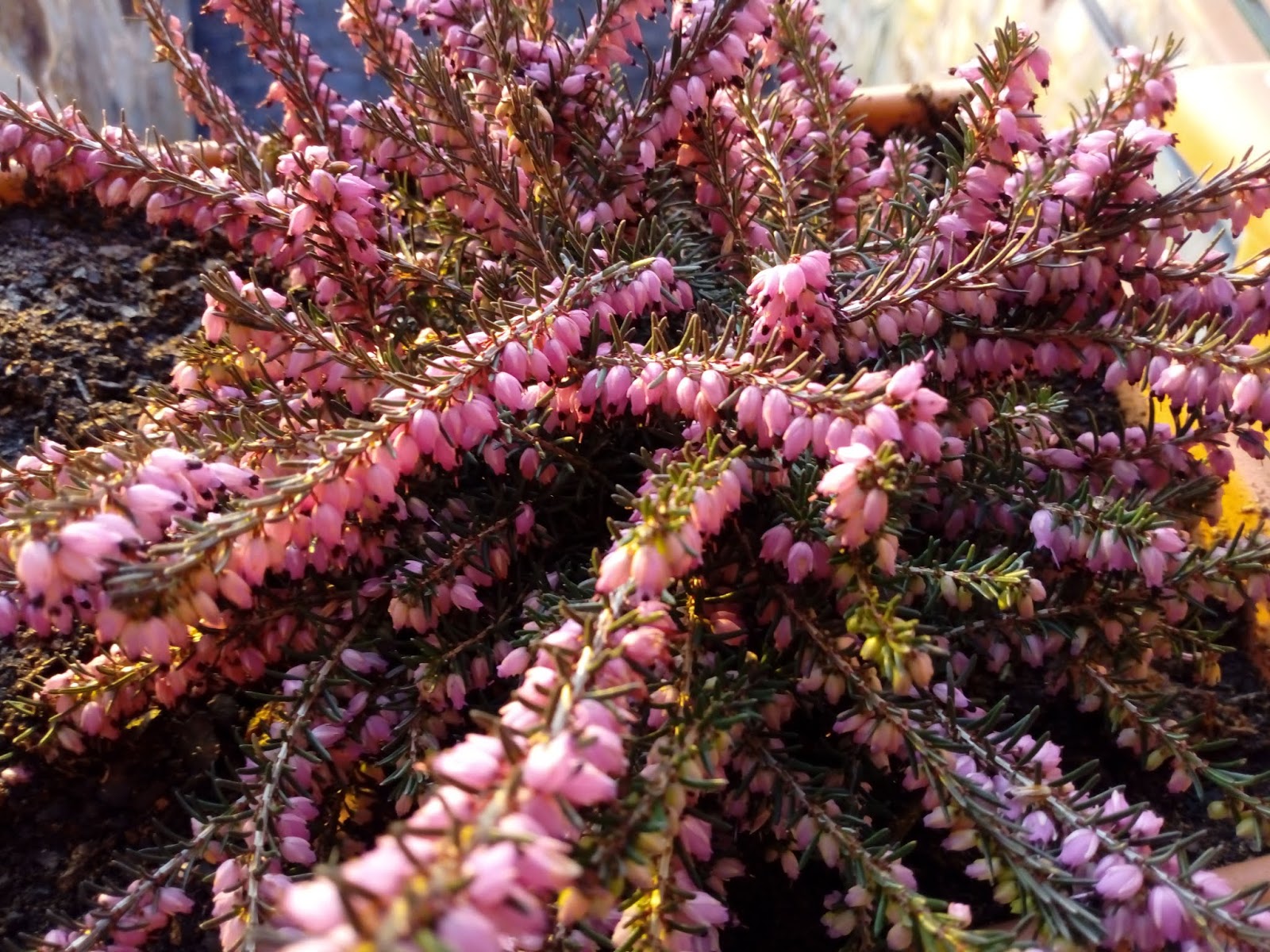 Biosfera vegetal.: Brezo rosado (Erica x darleyensis).