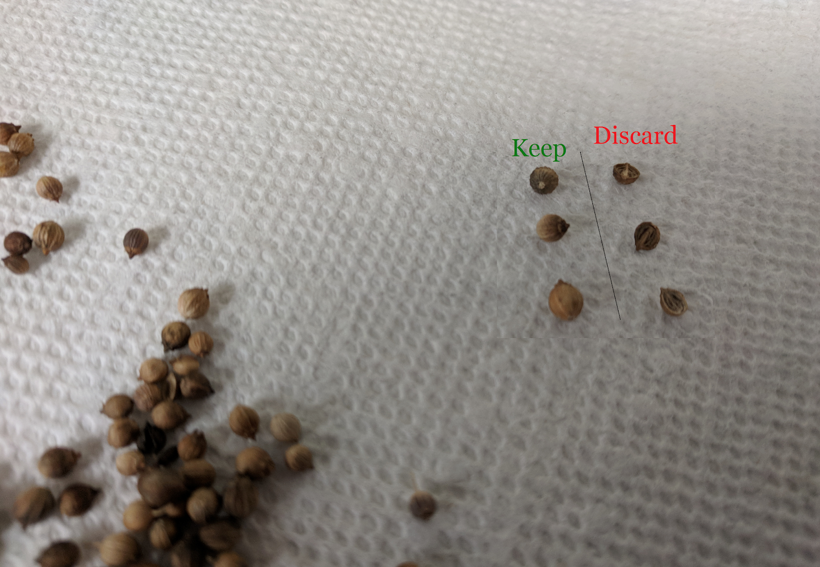 CO-Horts: The Simple Trials of Seed Germination