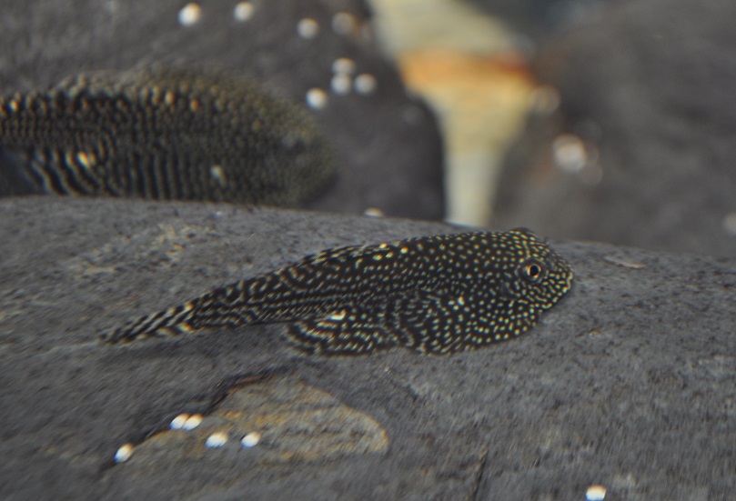ZOOTOGRAFIANDO (6.057 ANIMALS): LOCHA MARIPOSA / BUTTERFLY FINSUCKER ...