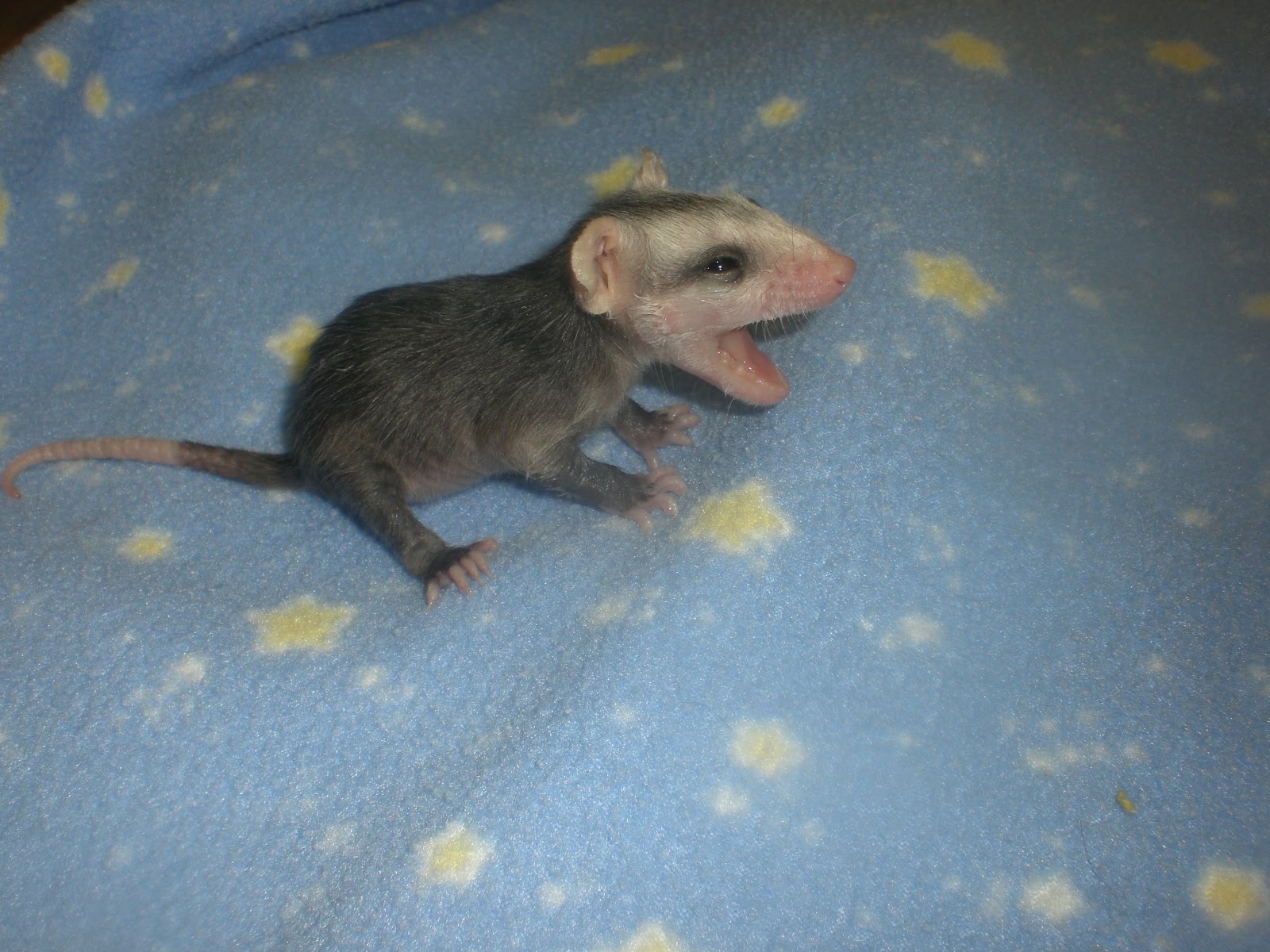 Naturalist's Blog: Possum update