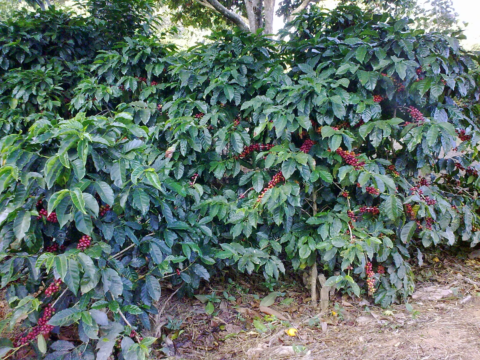 Ing. Luis Mauricio Jiménez Rivera. MGAA: MANEJO CAFETALES