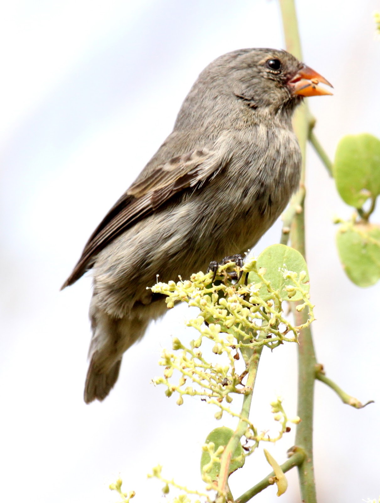 Concrete Ornithology: Darwin's finches