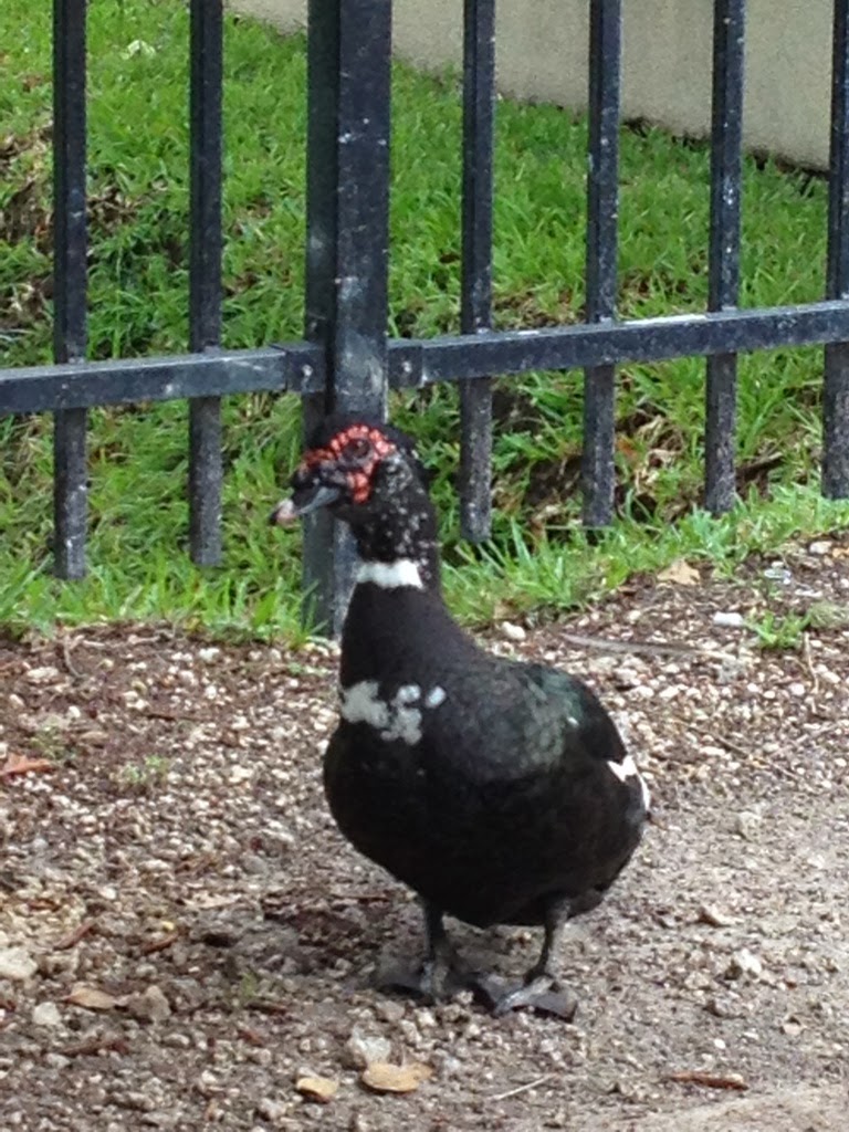MARIETTE'S BACK TO BASICS: {Muscovy Duck in Miami, Florida}