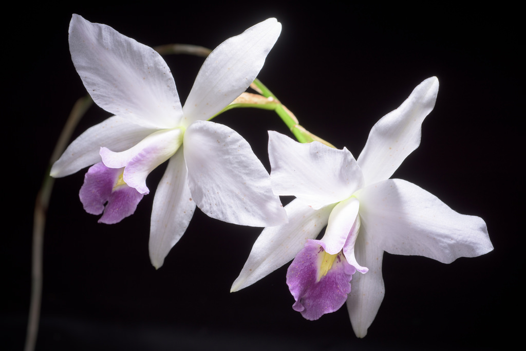 Laelia orchid care and culture | Travaldo's blog