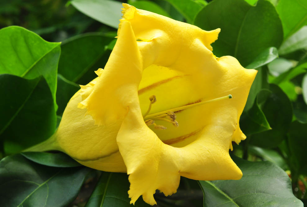 S T i l e T To: Solandra grandiflora - Golden Chalice