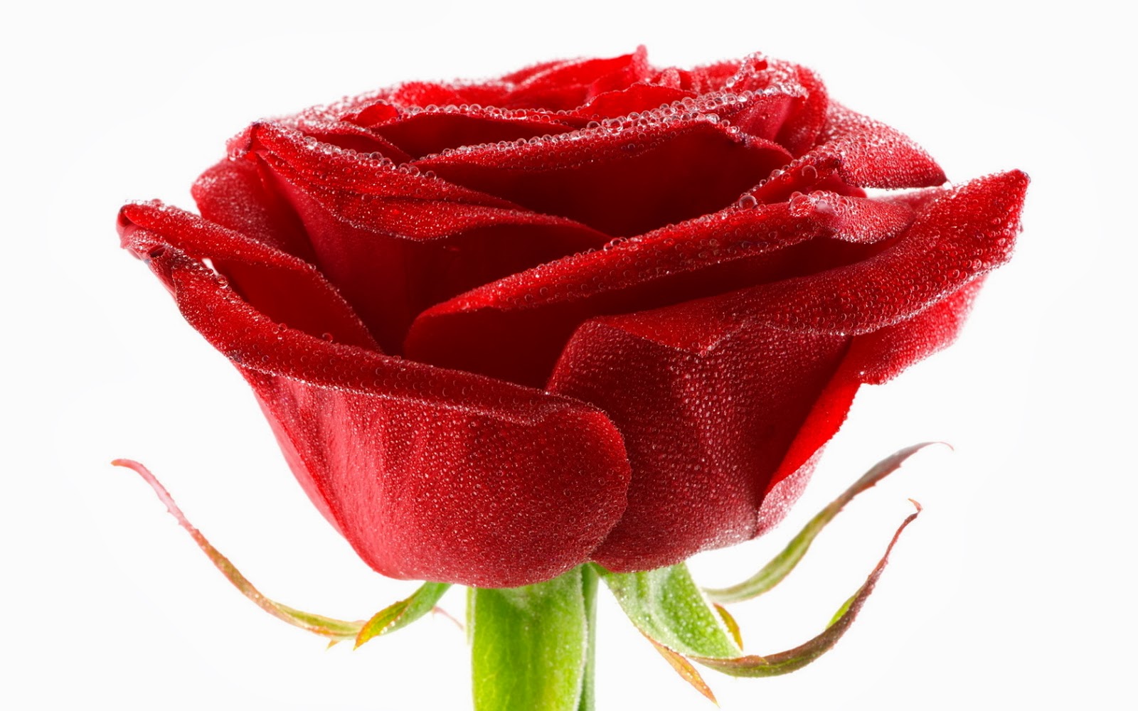 Flores tulipanes y margaritas - Fotos Bonitas de Amor | Imágenes ...